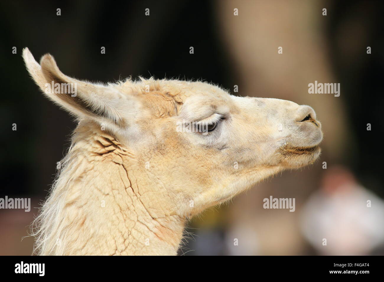 Lama close up hi-res stock photography and images - Alamy