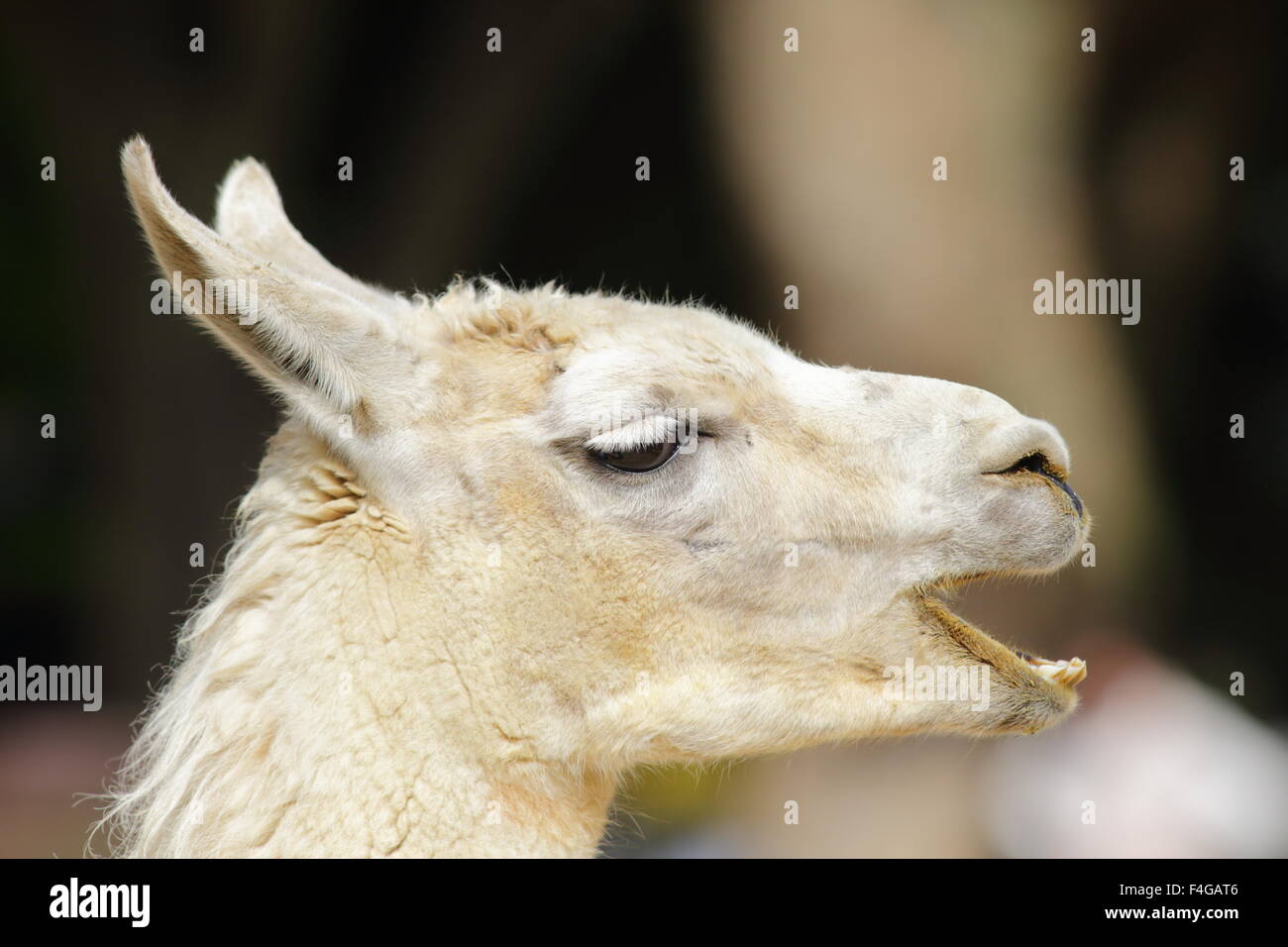 Lama (Lama glama) close up Stock Photo - Alamy