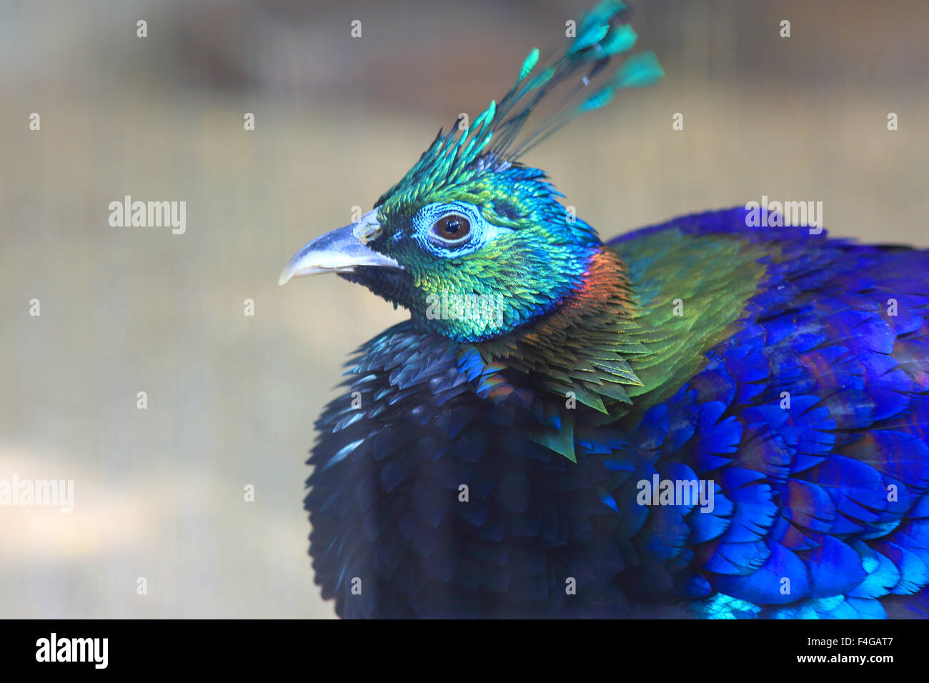 Monal hi-res stock photography and images - Alamy