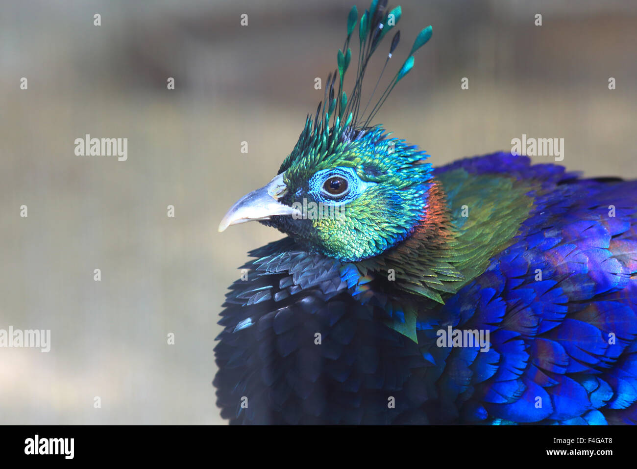 Himalayan Monal (Lophophorus impejanus) male Stock Photo - Alamy