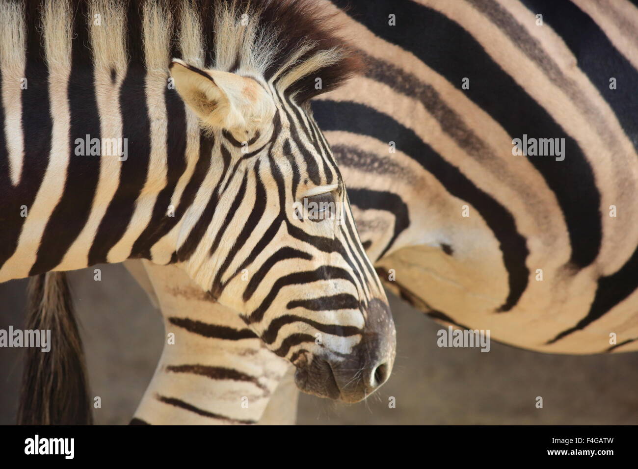 Plains zebra (Equus quagga Stock Photo - Alamy