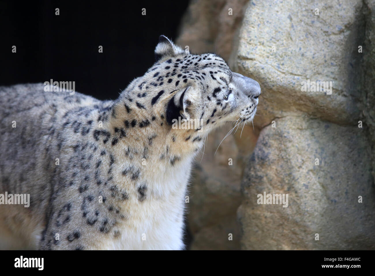 Snow leopard (Panthera uncia Stock Photo - Alamy