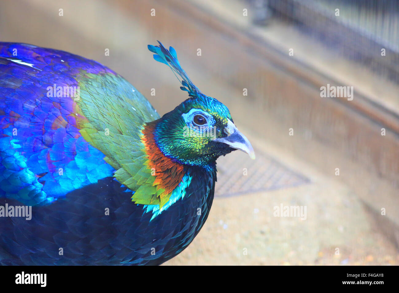 Himalayan Monal (Lophophorus impejanus) male Stock Photo - Alamy