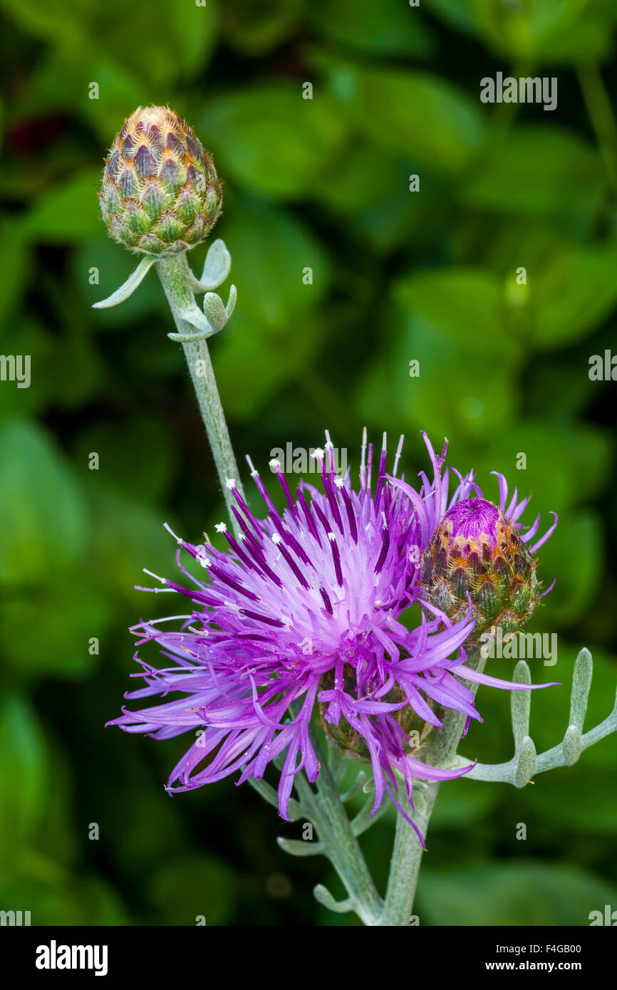 Greater Knapweed (Centaurea scabios) blooming in the Garden, La Mesa ...