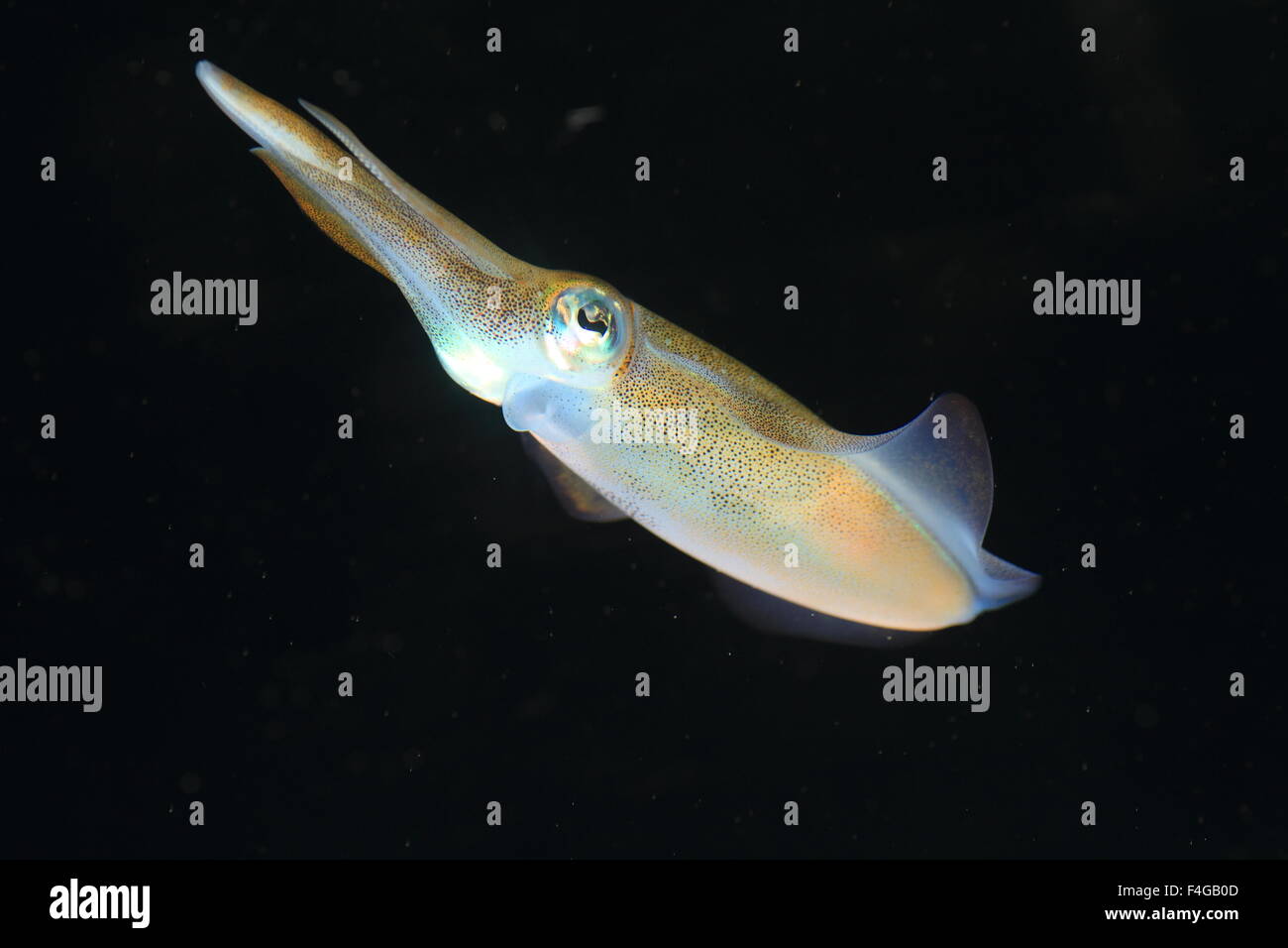 Humboldt squid hi-res stock photography and images - Alamy