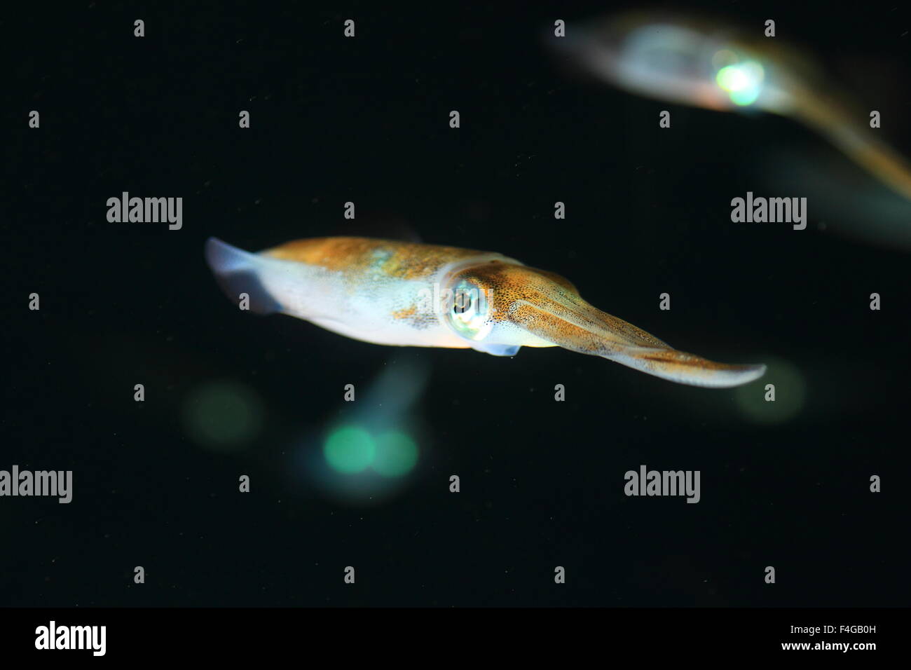 flying squid (Ommastrephes bartrami) in Japan Stock Photo - Alamy