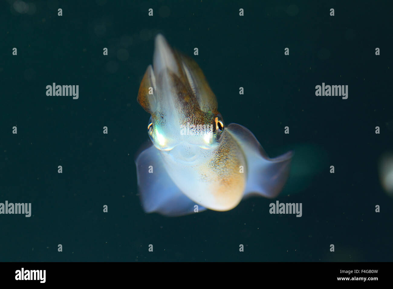 flying squid (Ommastrephes bartrami) in Japan Stock Photo - Alamy