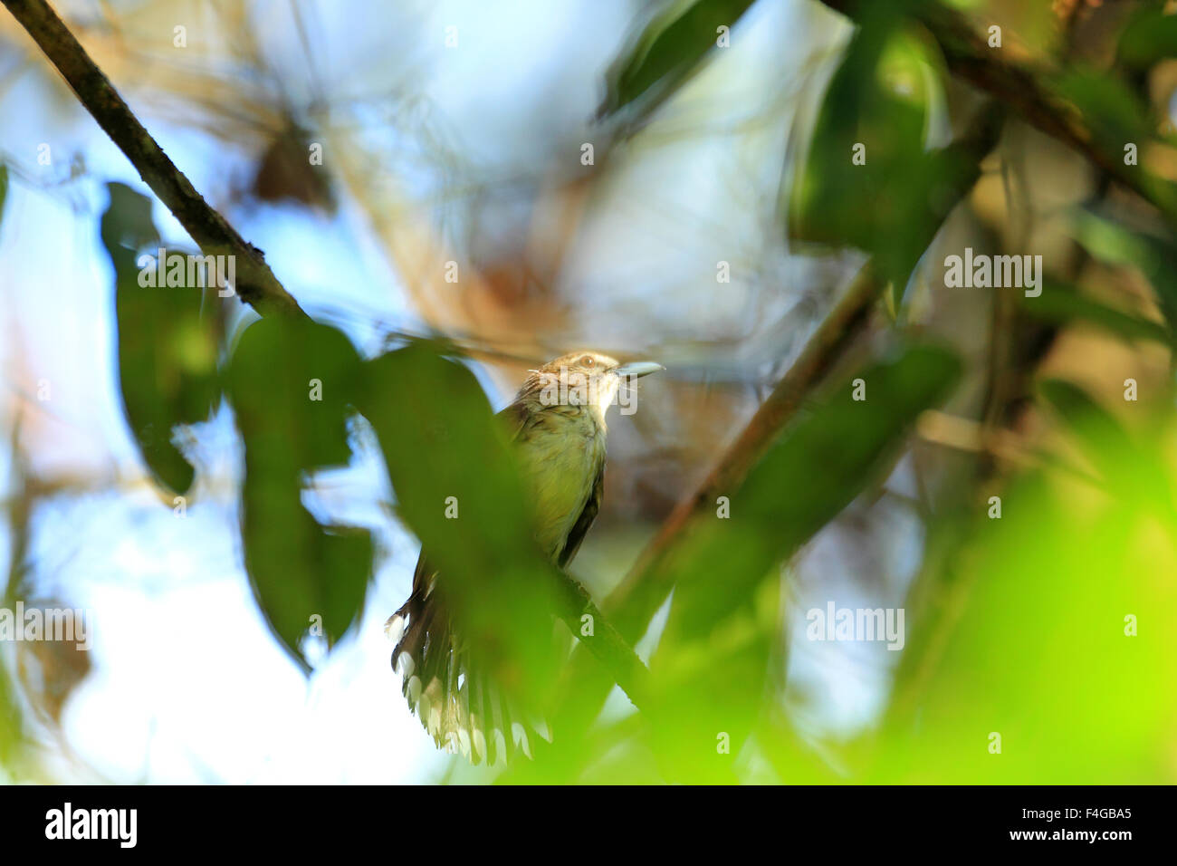 Hook-billed Bulbul (Setornis criniger) in Borneo,Malaysia Stock Photo ...