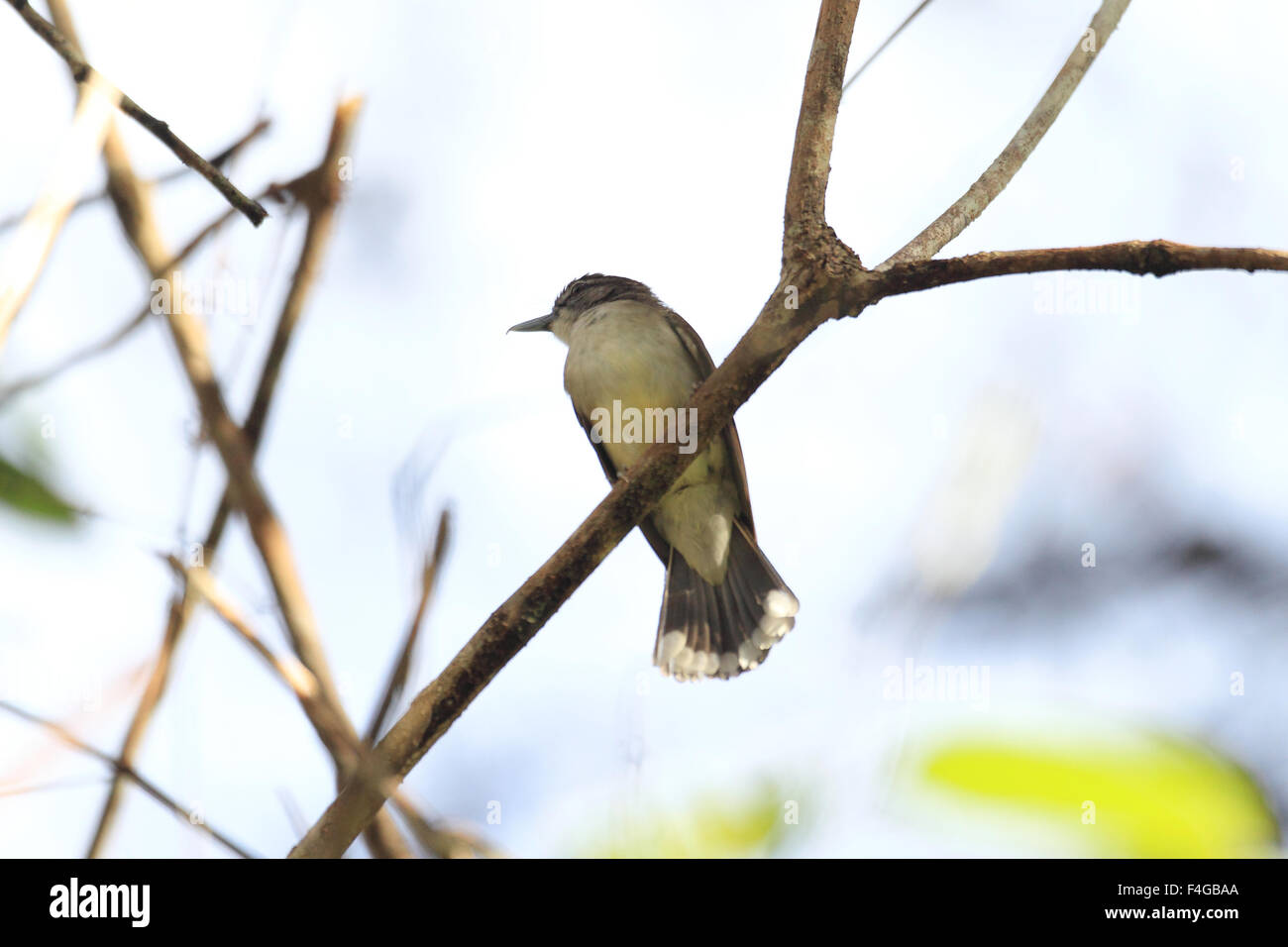Hook-billed Bulbul (Setornis criniger) in Borneo,Malaysia Stock Photo ...