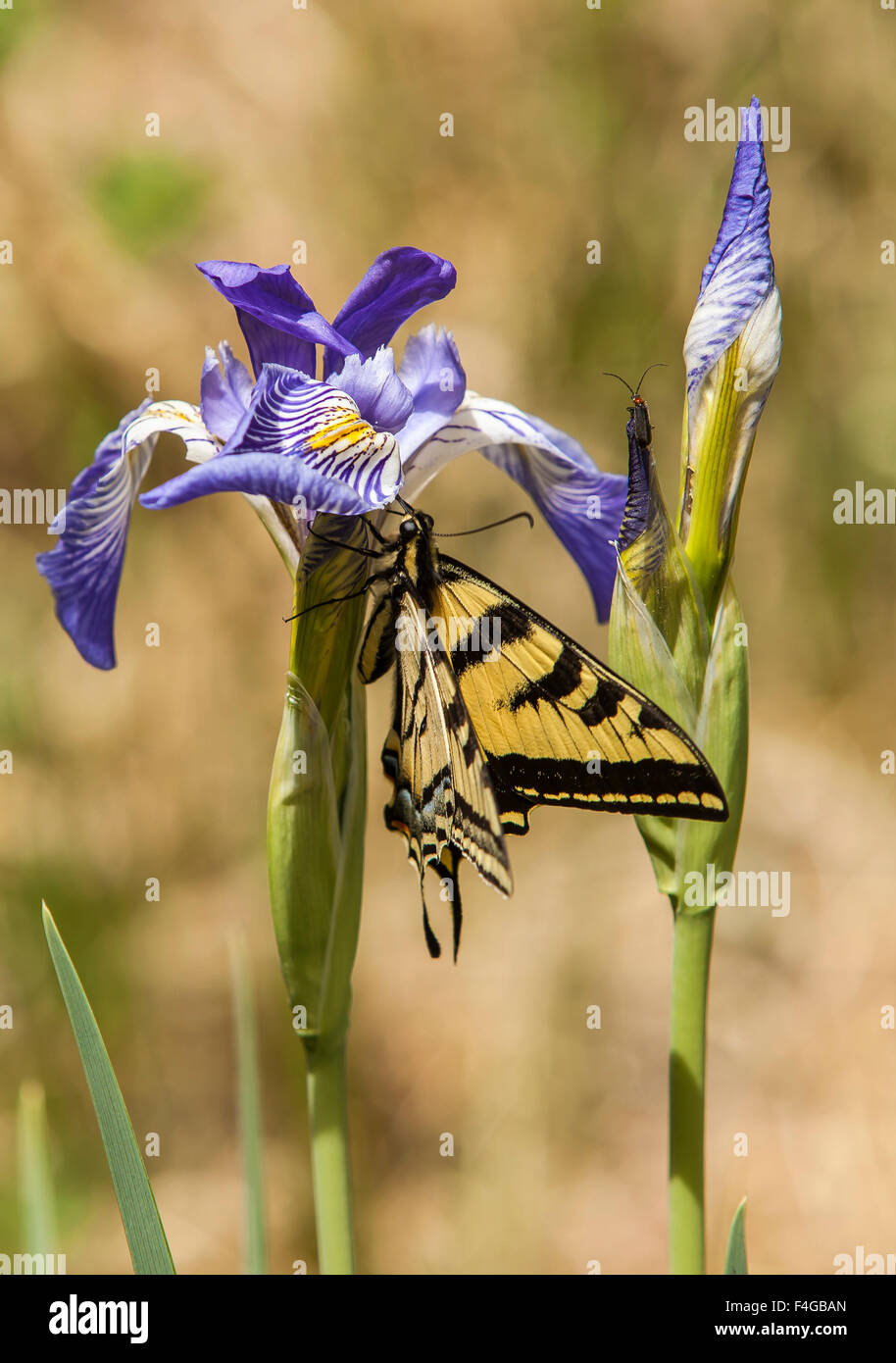 Big Pine Creek, Eastern Sierra Nevada mountains. Swallowtail butterfly ...