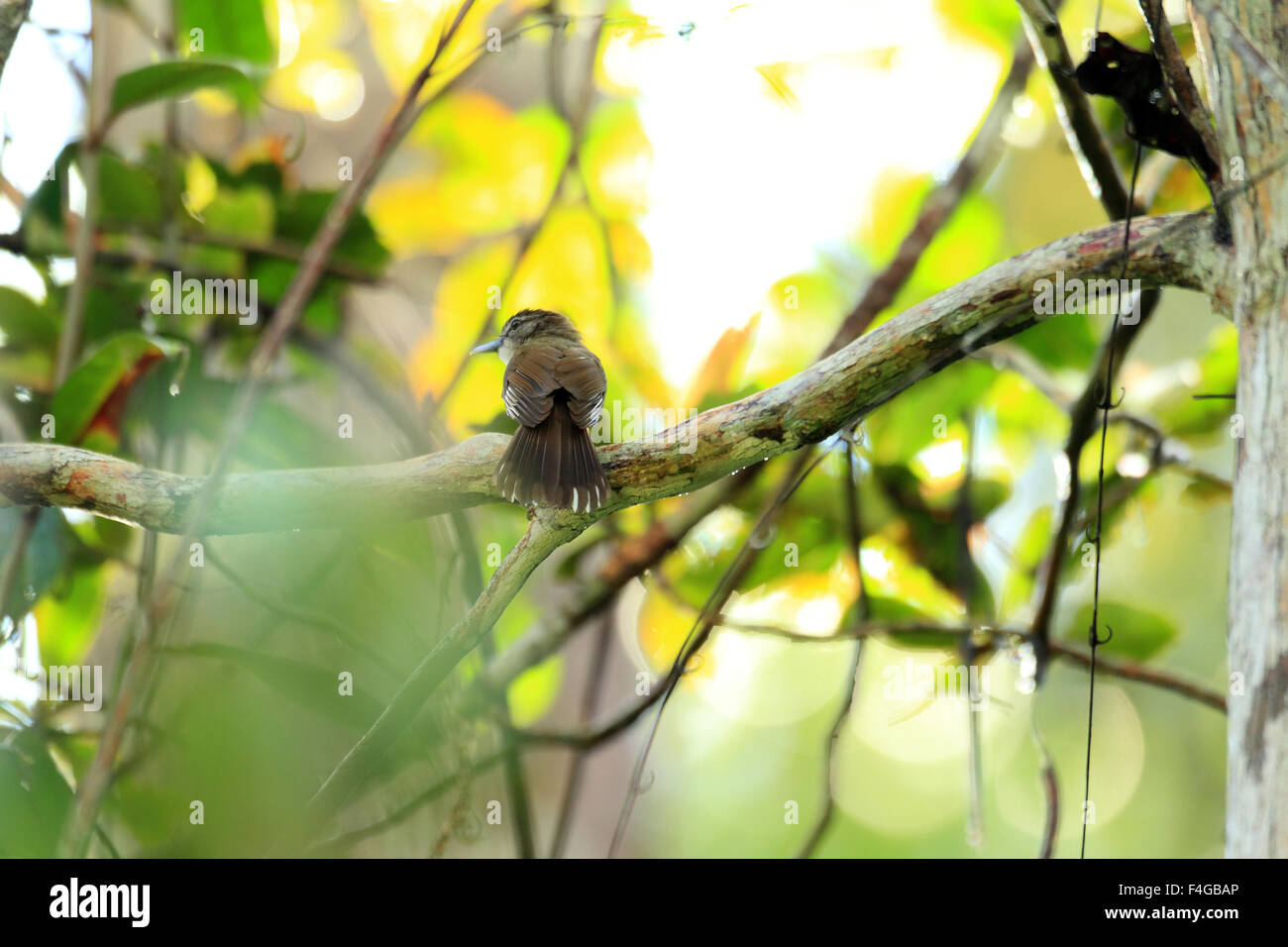 Hook-billed Bulbul (Setornis criniger) in Borneo,Malaysia Stock Photo ...