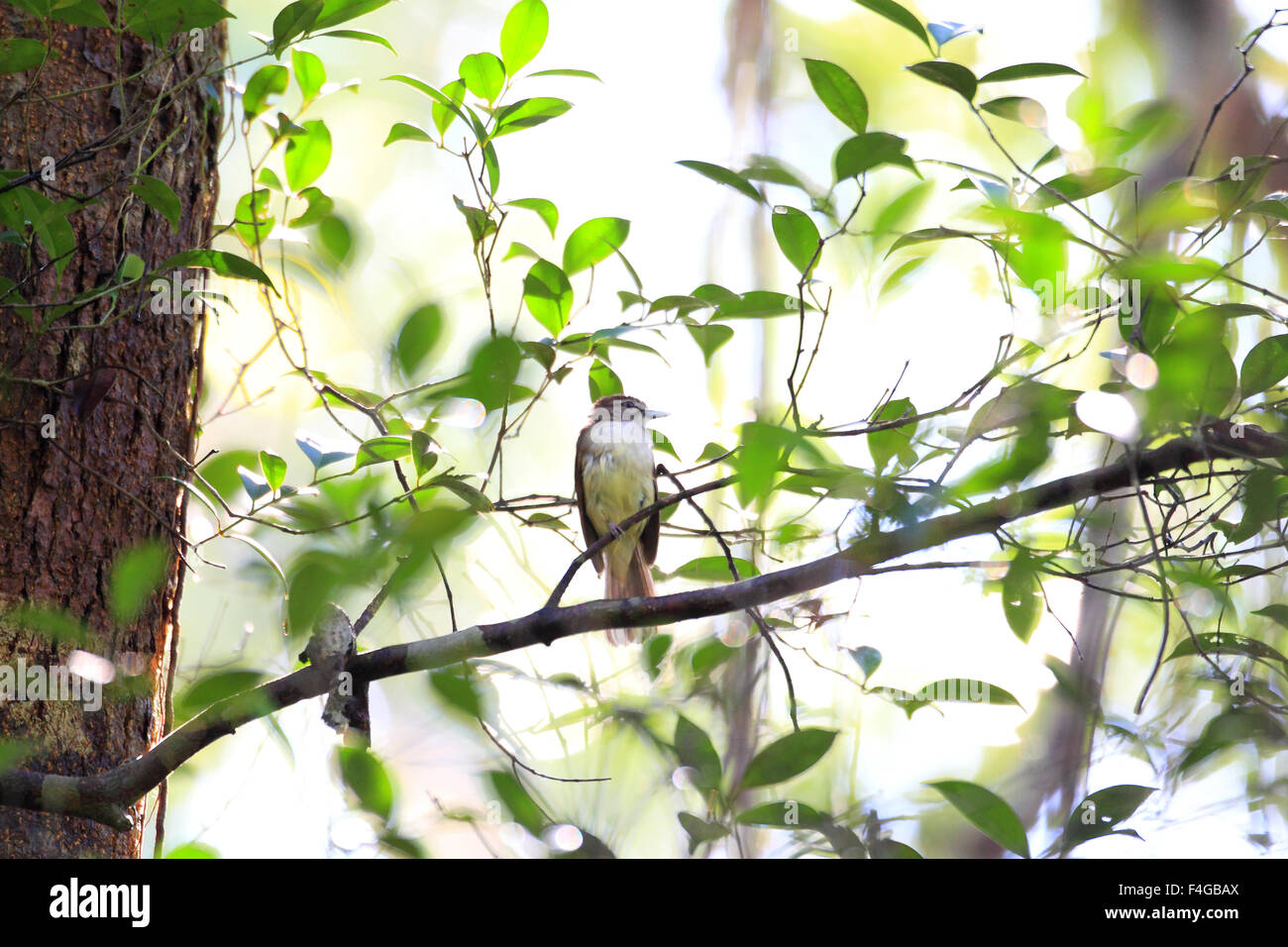 Watching hook hi-res stock photography and images - Alamy