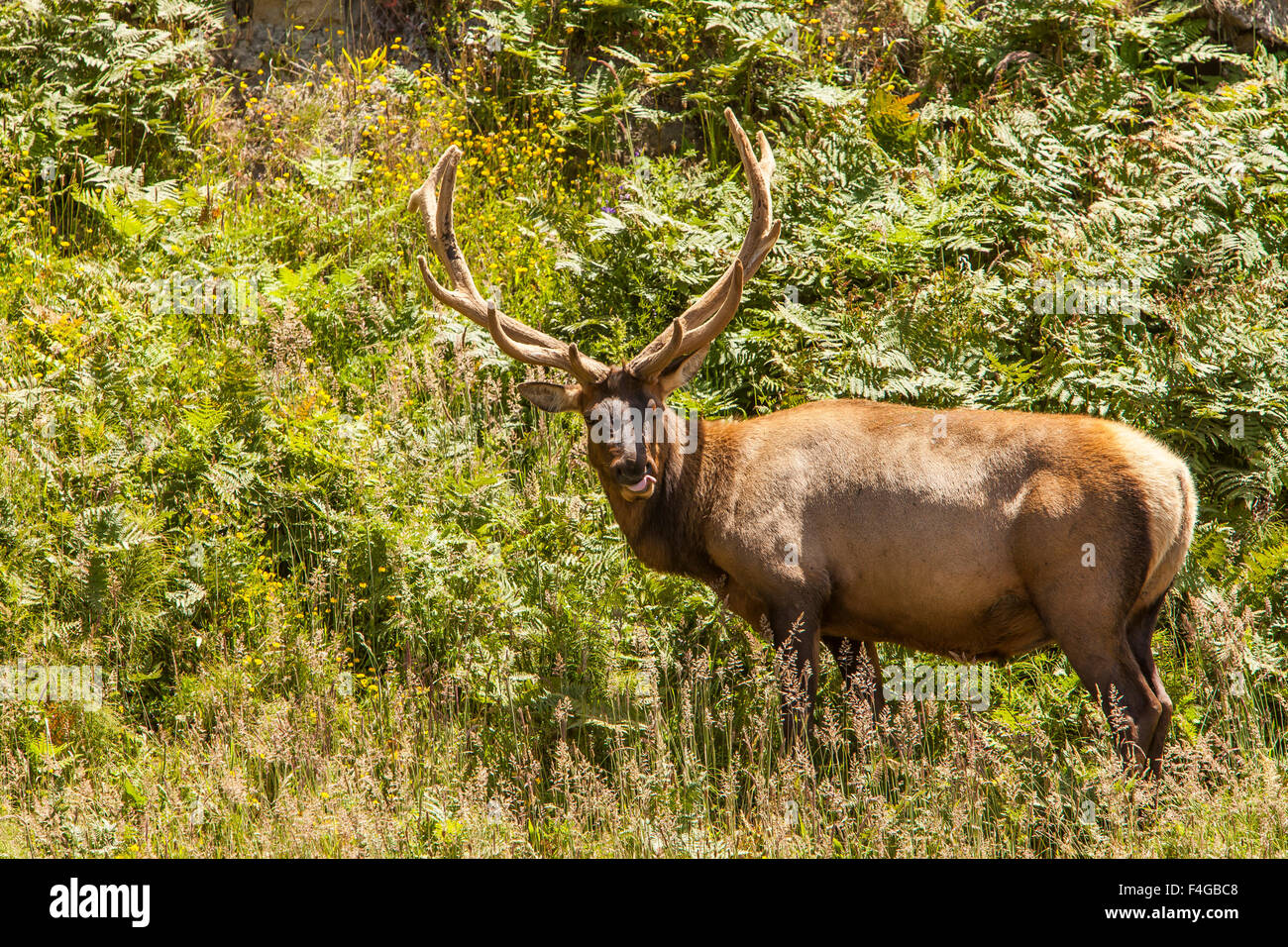 Roosevelt Elk browsing along the Pacific coast at Prairie Creek ...