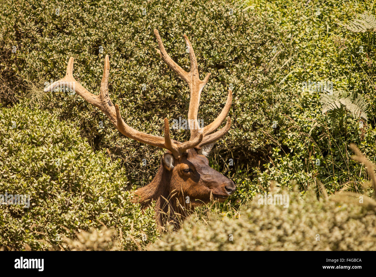 Redwood state park elk hi-res stock photography and images - Alamy