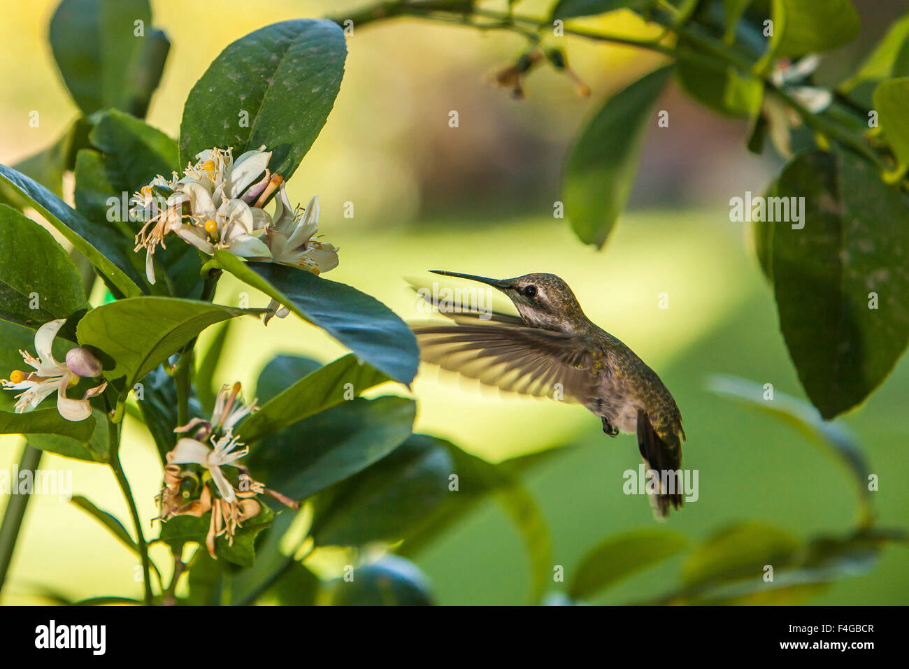 Anna's Hummingbird sipping at a Meyer Lemon tree Stock Photo - Alamy