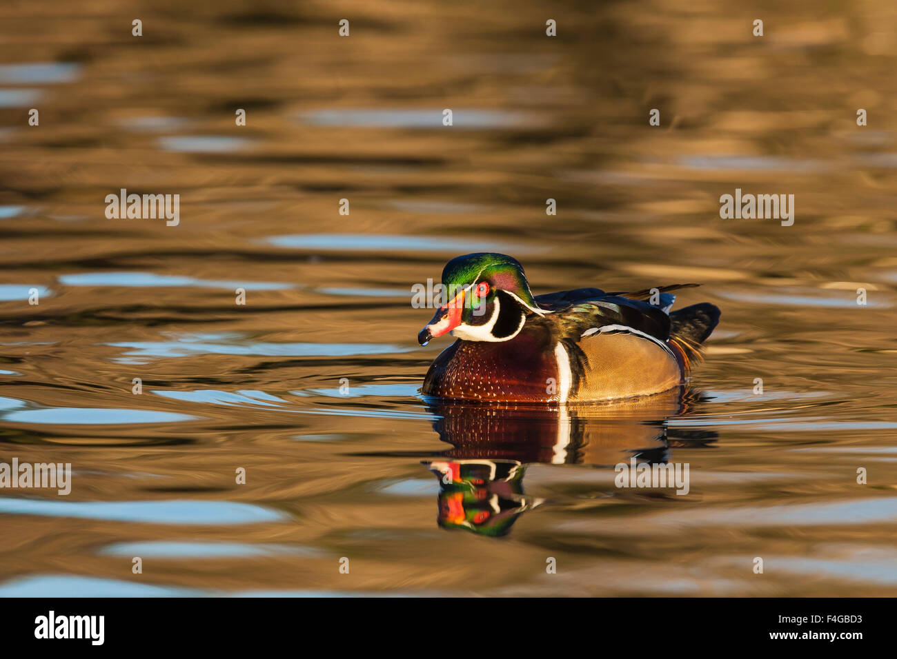 Male wood duck reflected in the golden evening colors of Lake Murray ...