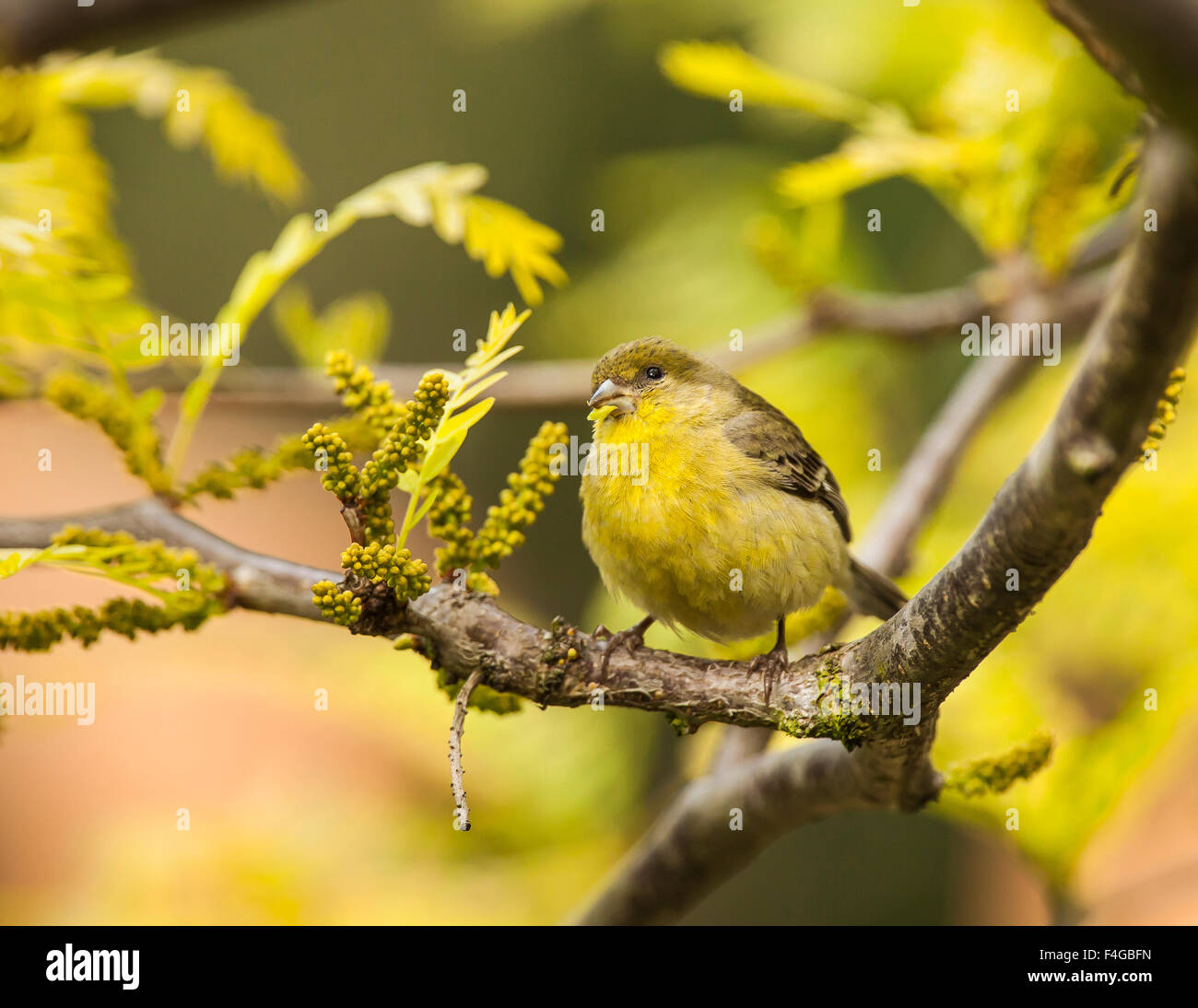 The honey locust hi-res stock photography and images - Alamy