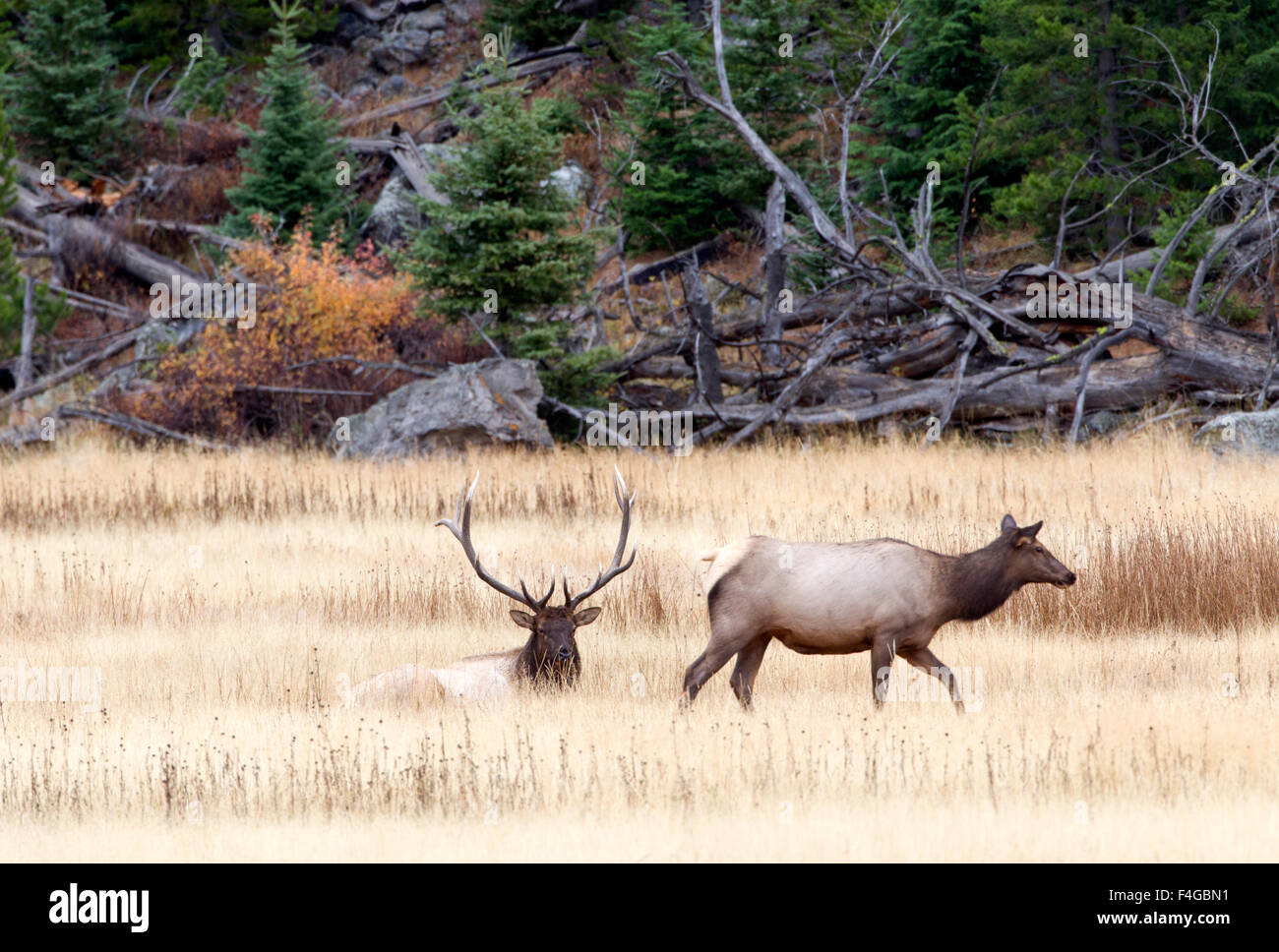 Bull elk with cow hi-res stock photography and images - Alamy