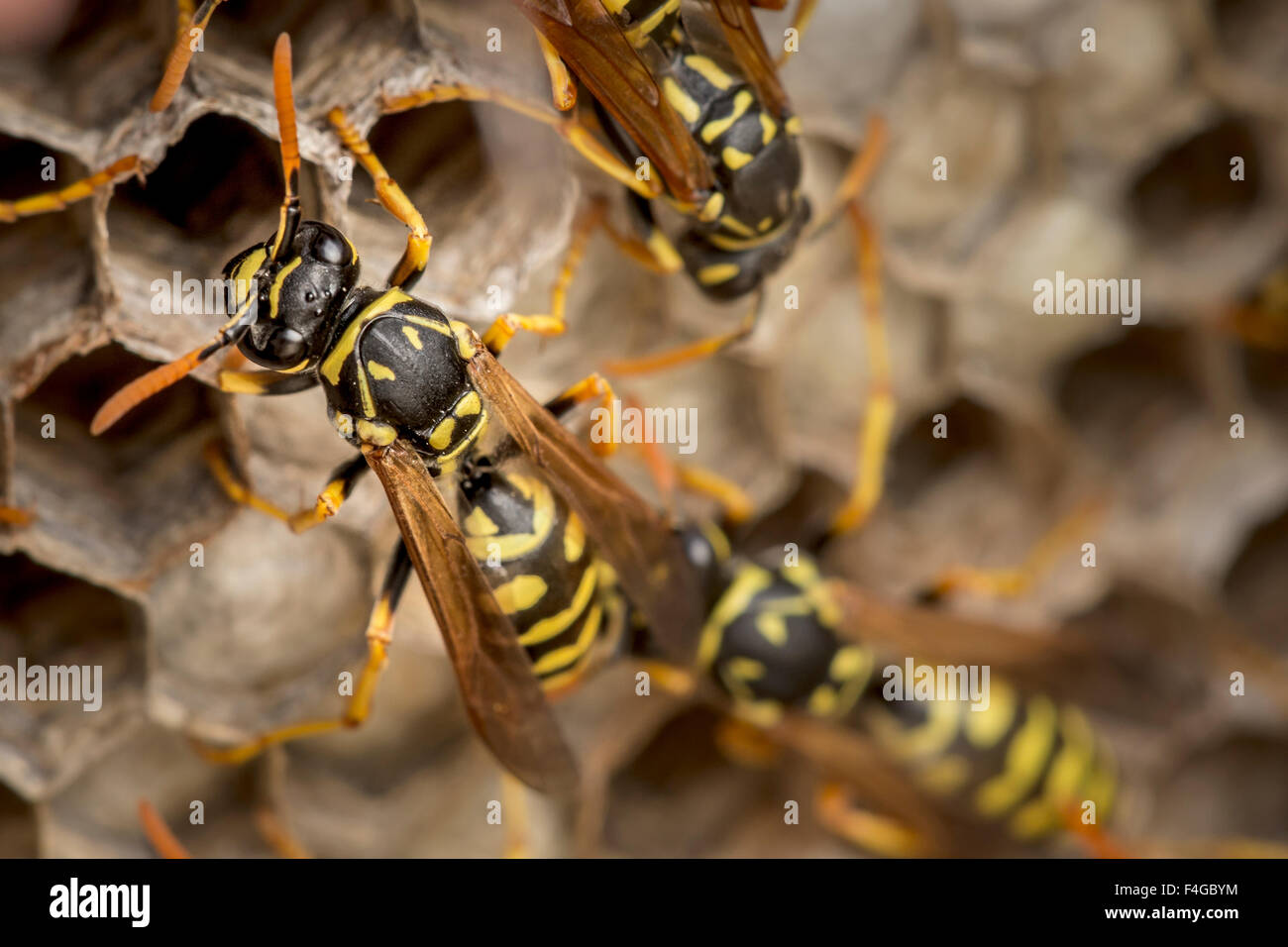 Paper wasps on nest, Los Angeles, California Stock Photo - Alamy