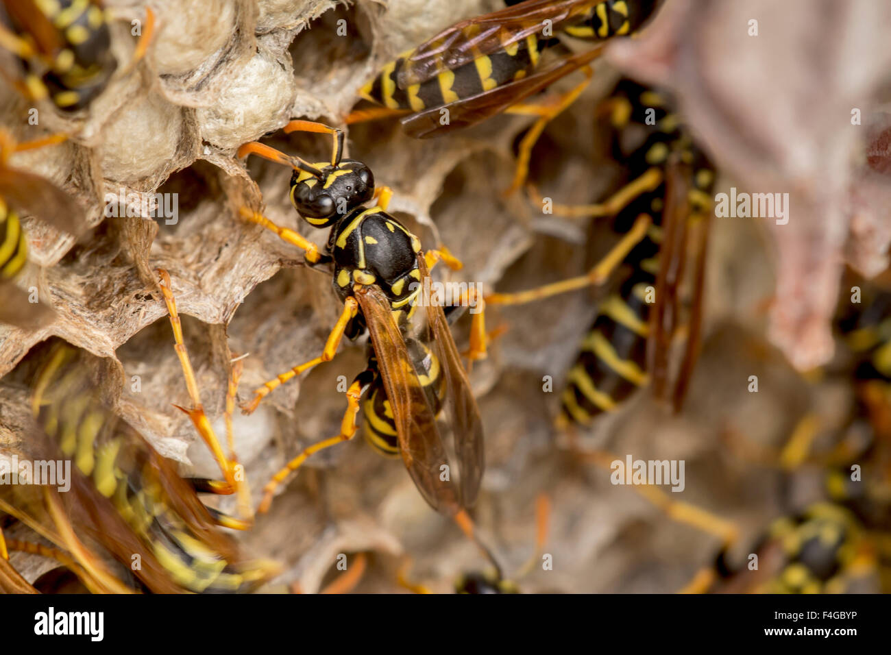 Paper wasps on nest, Los Angeles, California Stock Photo - Alamy