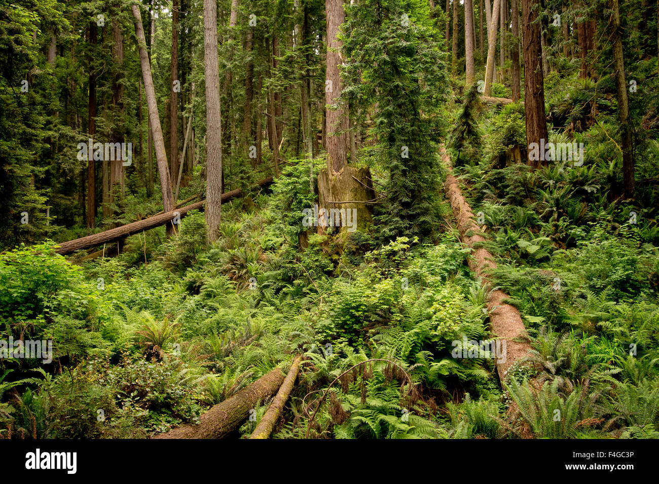 Redwoods and sword ferns, Redwood Park, Arcata, California Stock Photo ...
