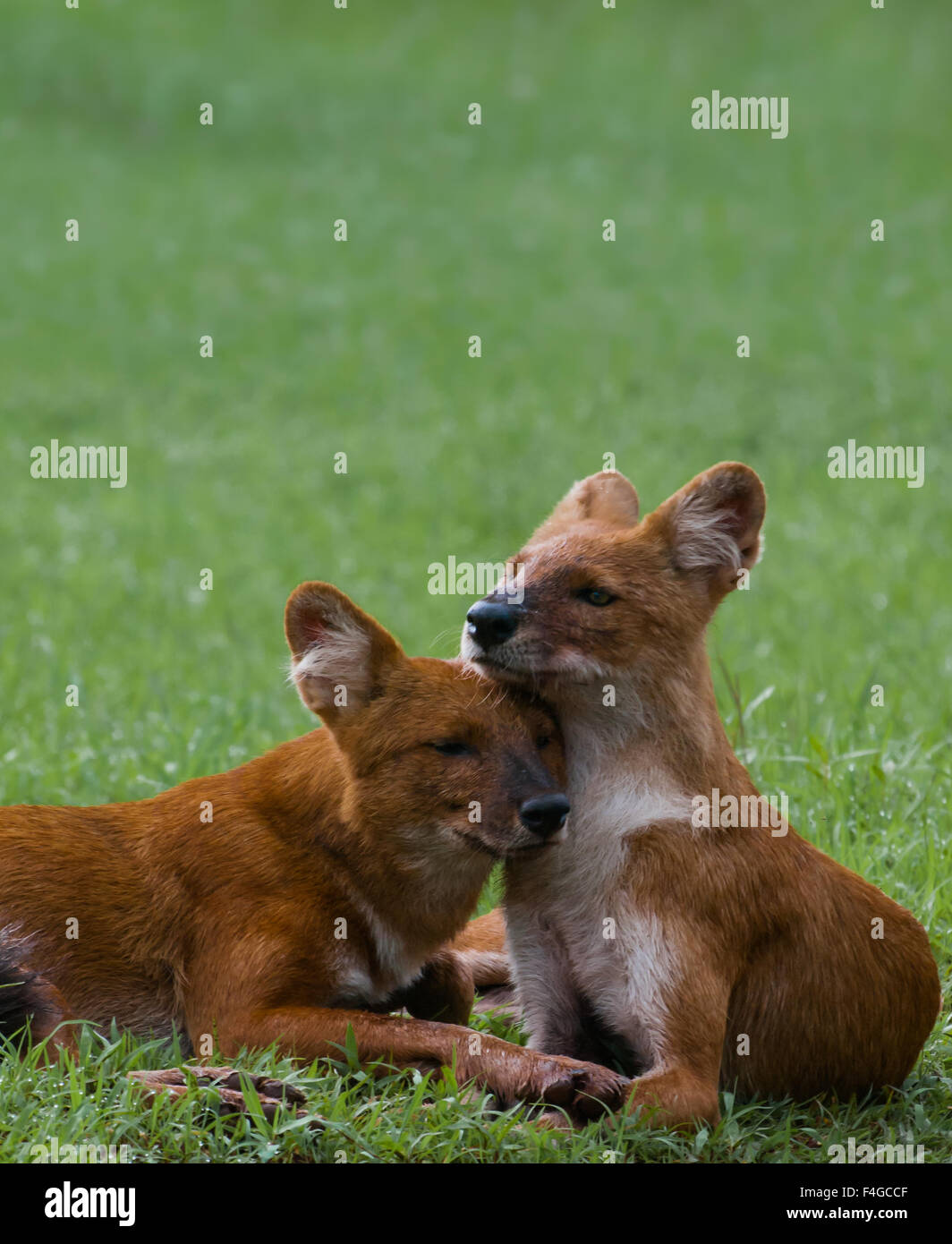 Jangli Janwar Wallpaper