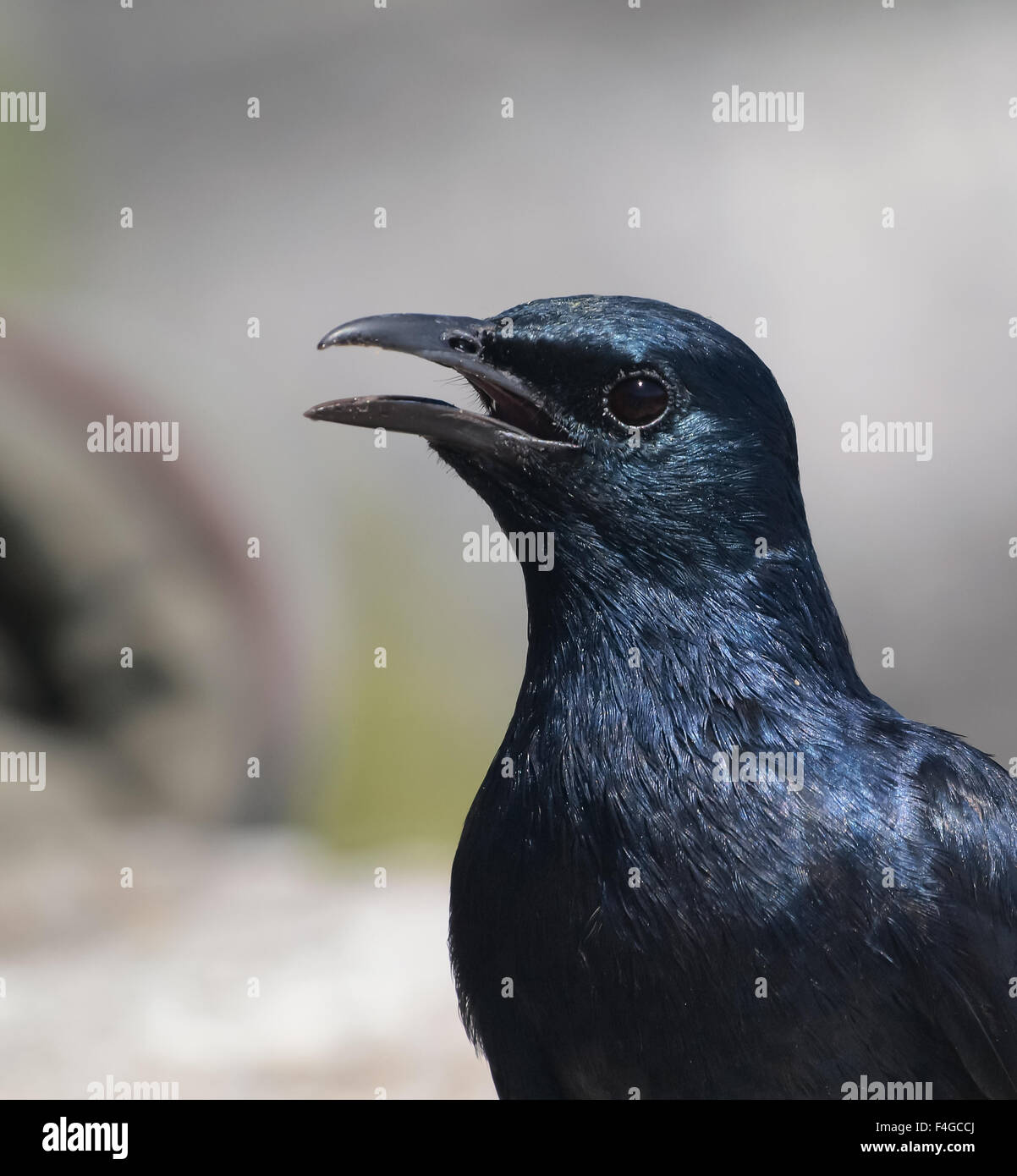 Starling bird table hi-res stock photography and images - Alamy