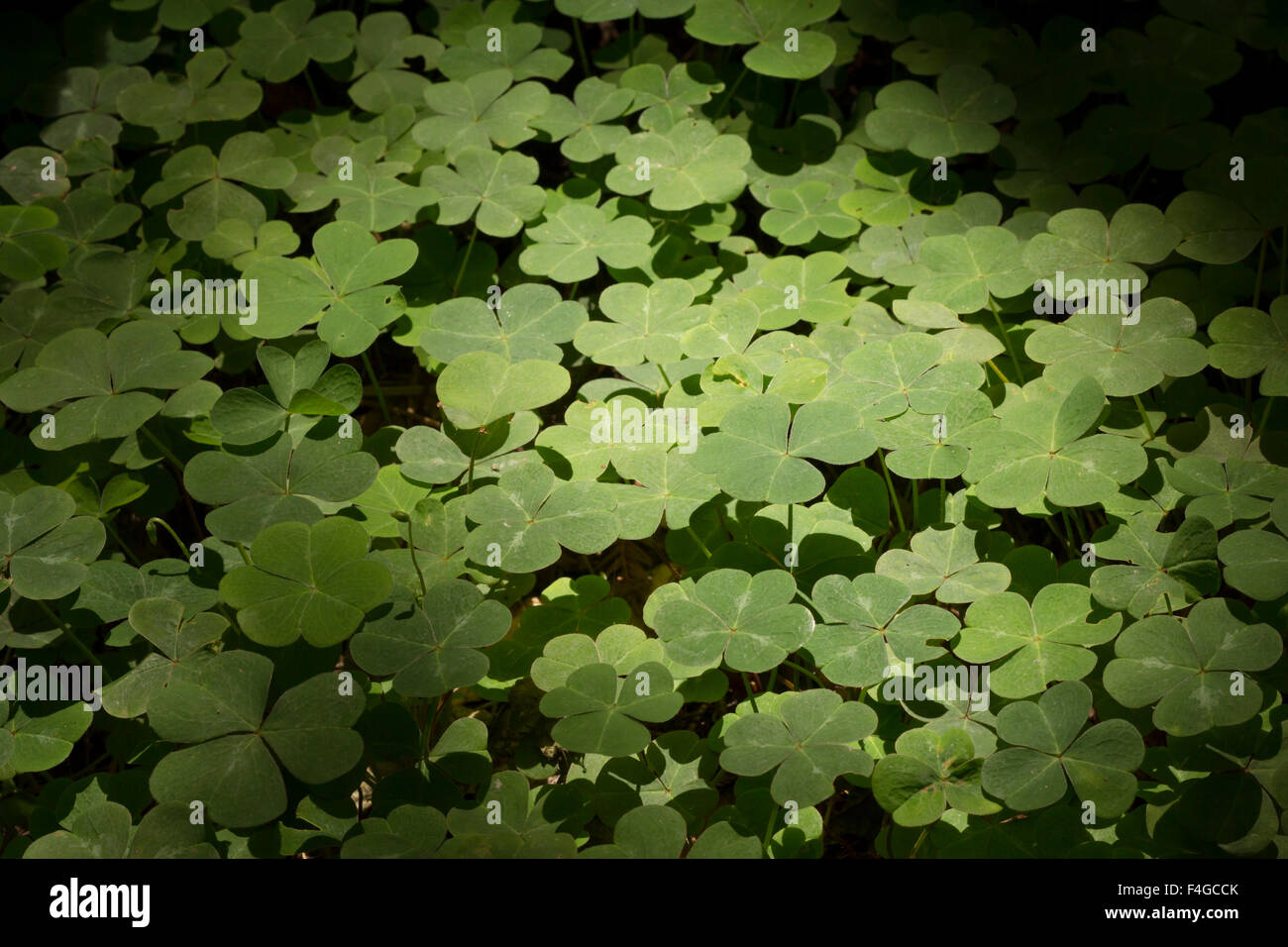 Redwood sorrel, redwoods forest, Humboldt Redwoods State Park ...