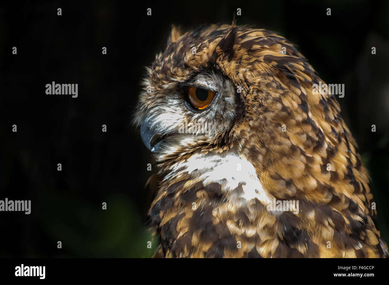 A side profile of an African eagle owl Stock Photo - Alamy