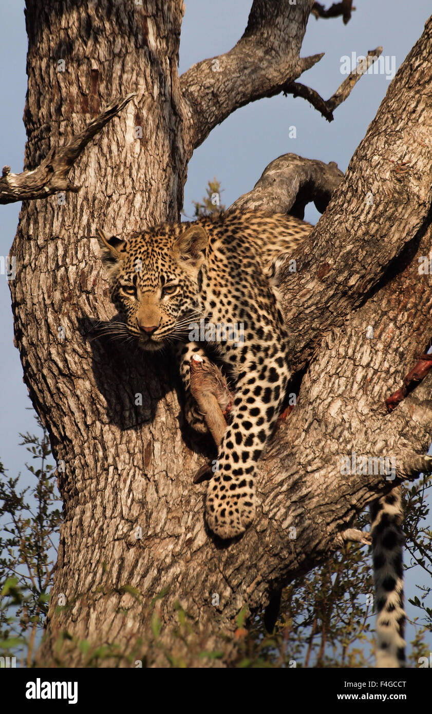 African leopard on tree Stock Photo - Alamy
