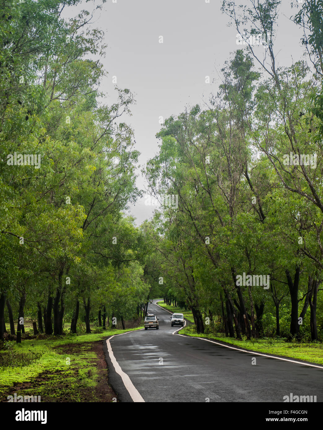 Black tar road with tall trees Stock Photo - Alamy