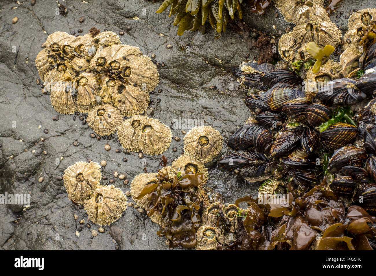 Barnacles and mussels, low tide, Pacific Ocean, Northern California ...