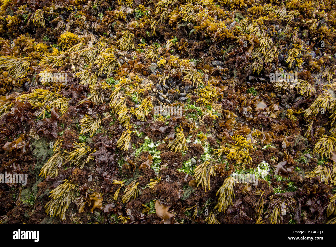 Intertidal zone of algae, clams and snails, Pacific Ocean, Northern ...