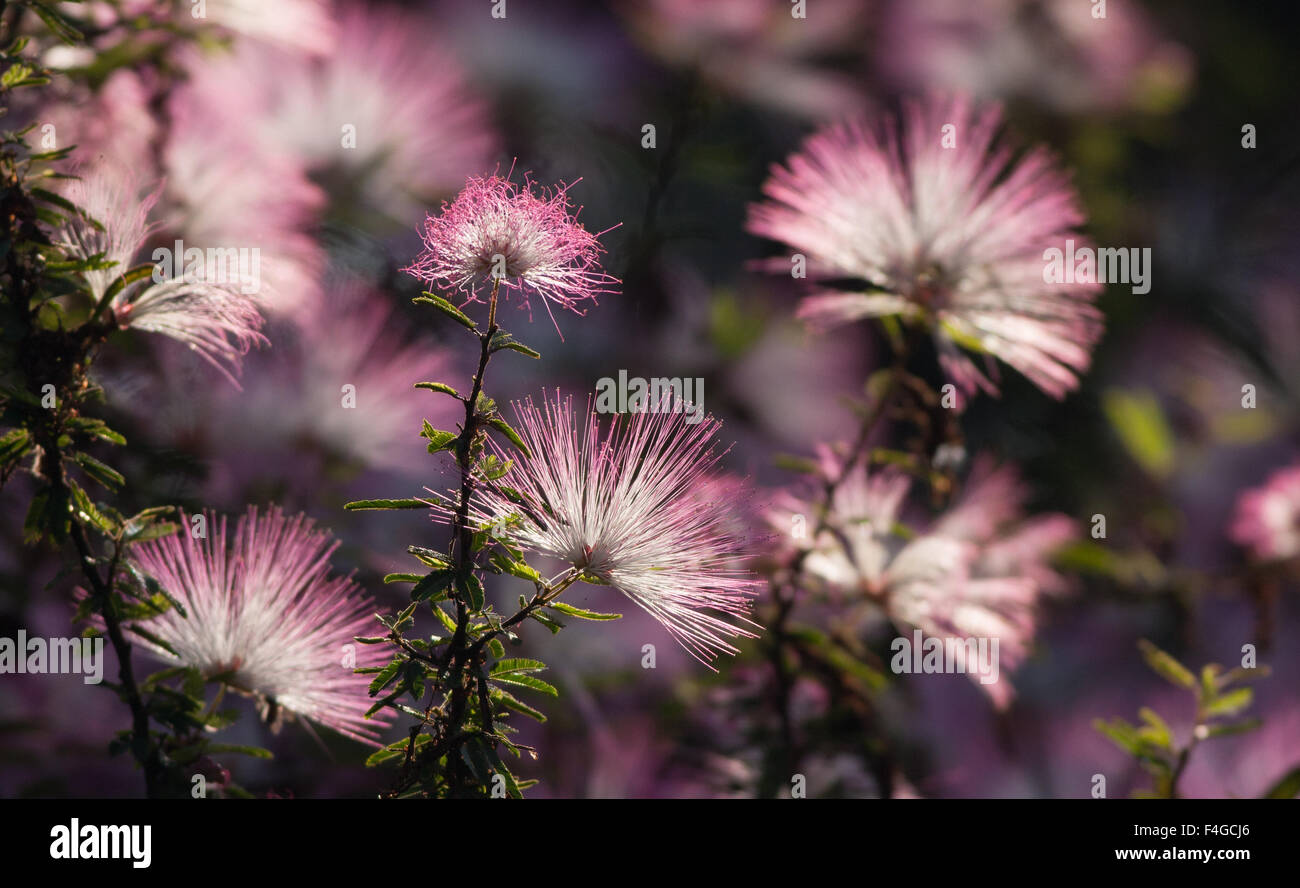 A close up of Backlit image of Pink Powder Puff flowers Stock Photo - Alamy