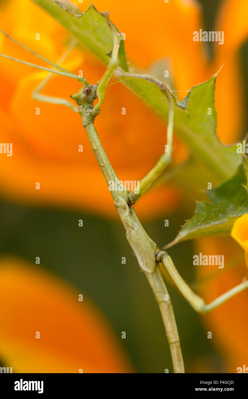 Stick insect on thistle, California poppies behind, Montana de Oro ...