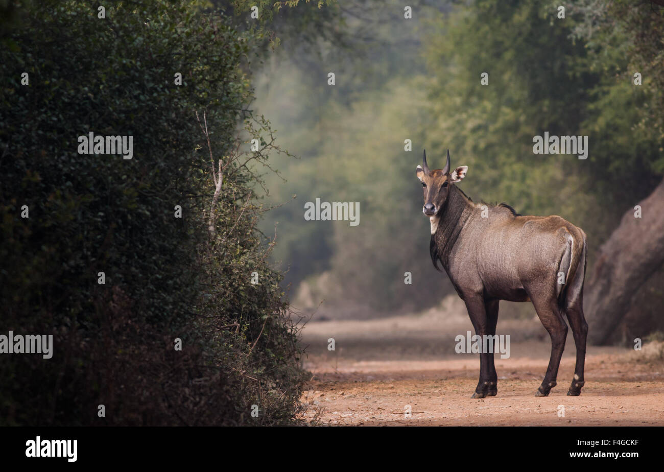 Portrait of a male Nilgai a.k.a Blue bull at Bharatpur Bird Sanctuary ...