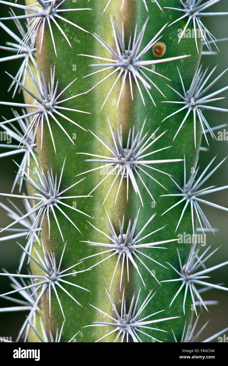 USA, CA, Pasadena, The Huntington Botanical Garden, Octopus Cactus ...