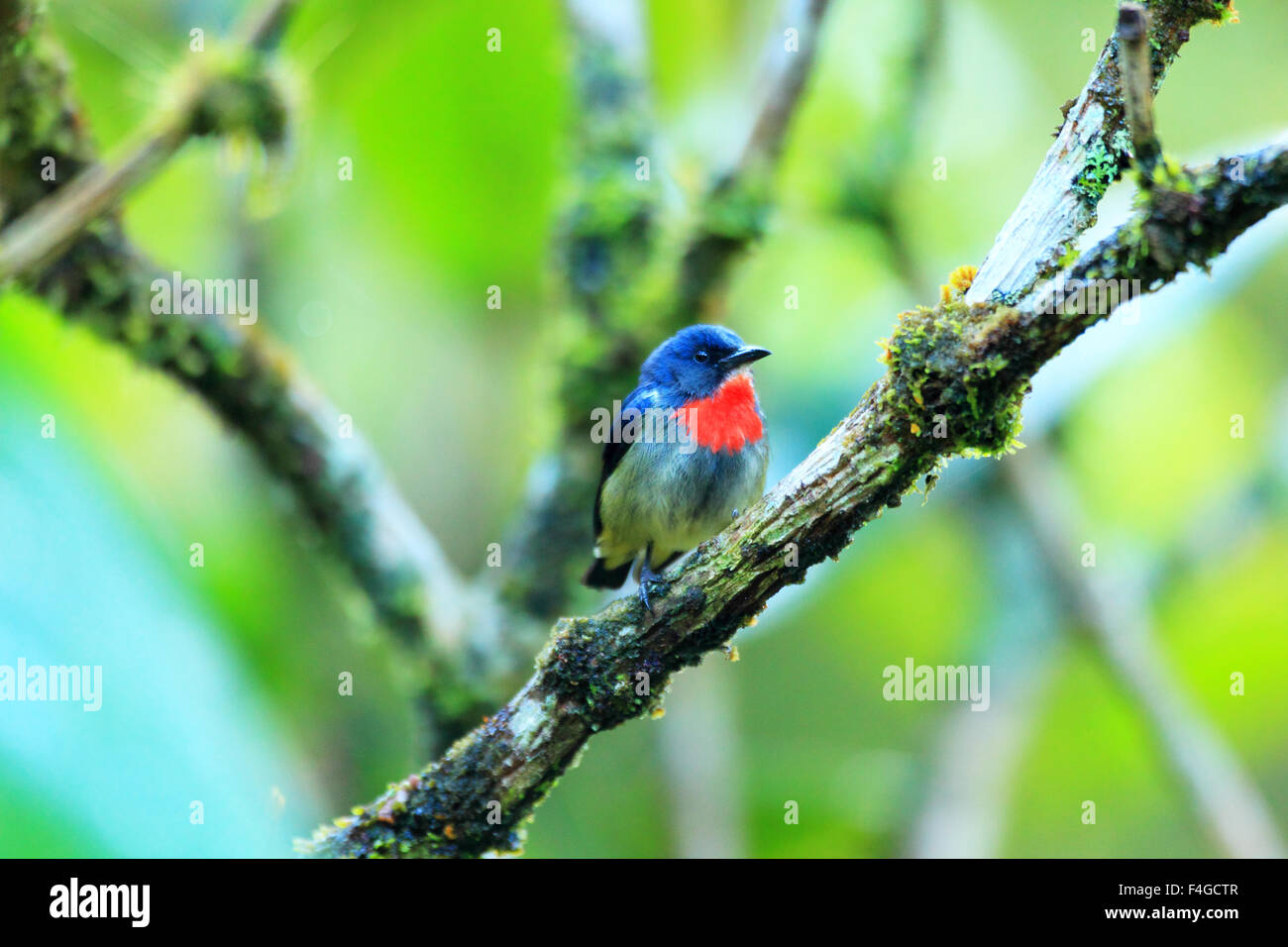 Grey-sided Flowerpecker (Dicaeum celebicum) in Mt.Kinabalu, Sabah ...