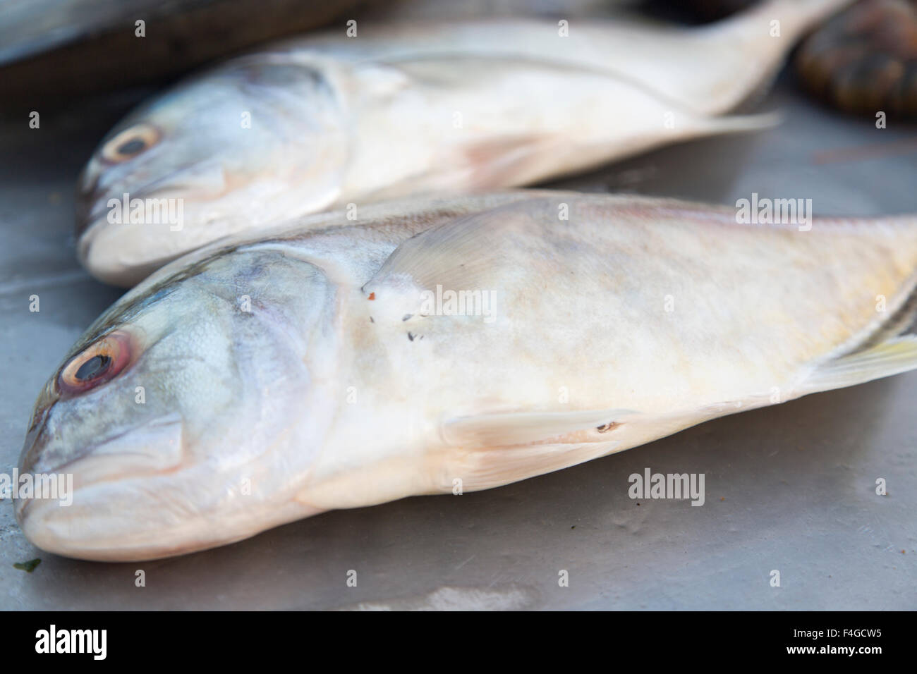 Closeup of seafood eye hi-res stock photography and images - Alamy