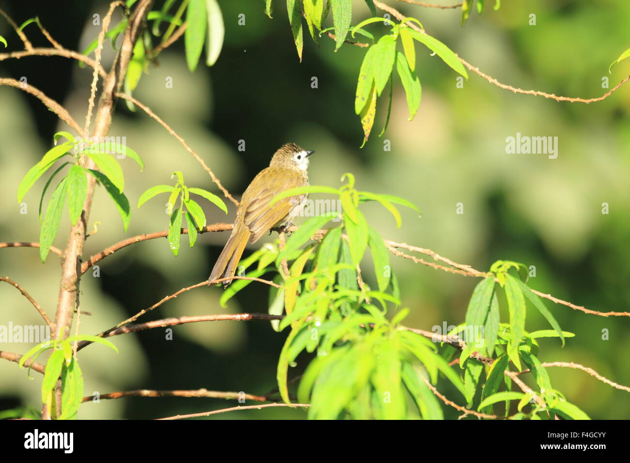 Pale-faced bulbul (pycnonotus leucops) in Borneo, Malaysia Stock Photo ...
