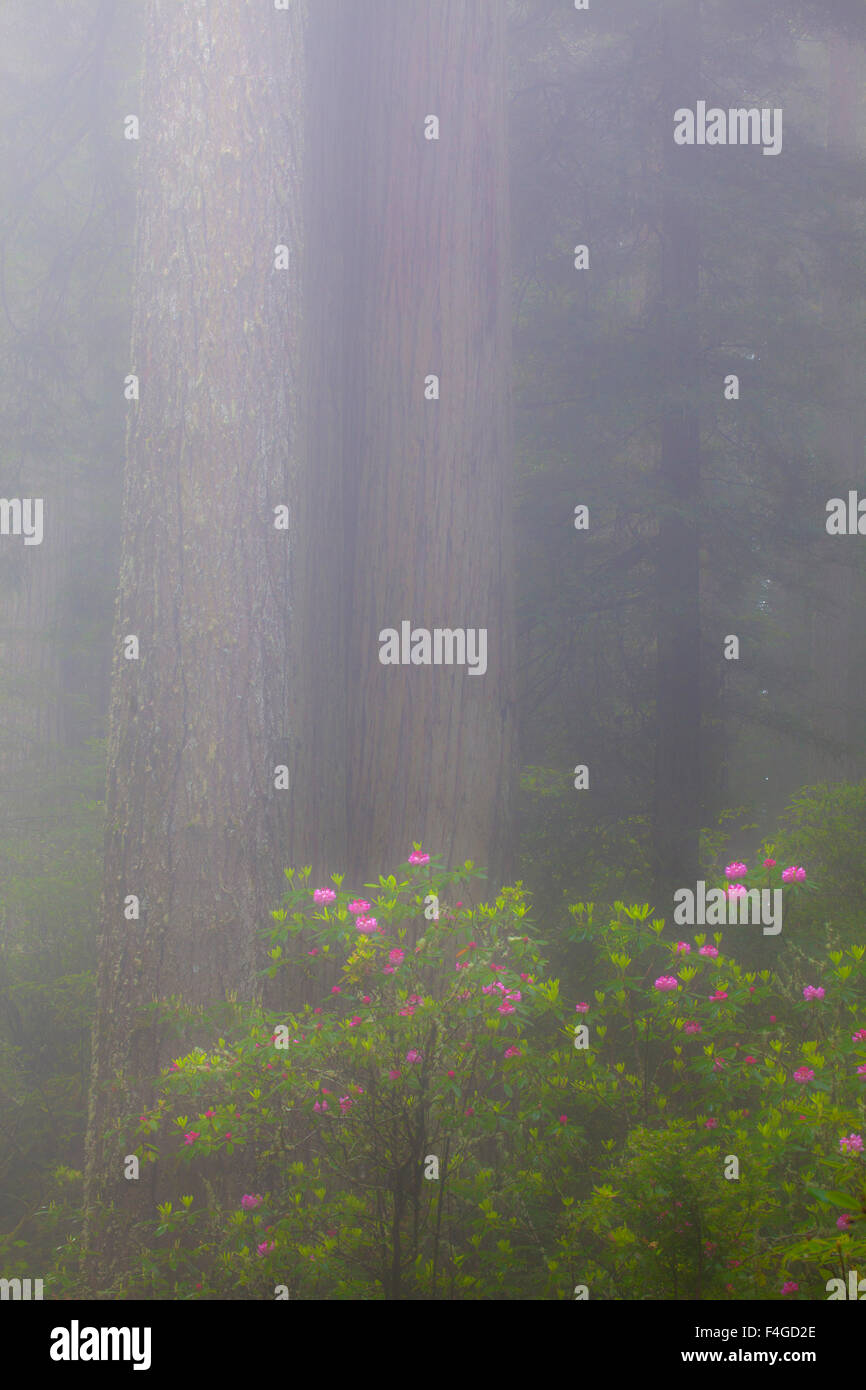 Redwood Trees in Morning Fog Stock Photo - Alamy