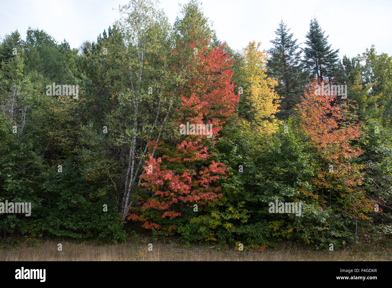 Trees in New Hampshire and the forest at fall time Stock Photo - Alamy