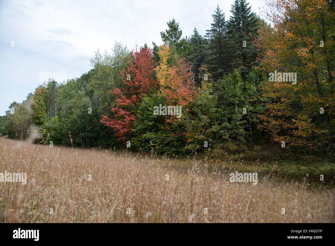 Trees in New Hampshire and the forest at fall time Stock Photo - Alamy