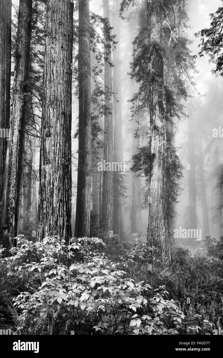 White redwoods Black and White Stock Photos & Images - Alamy