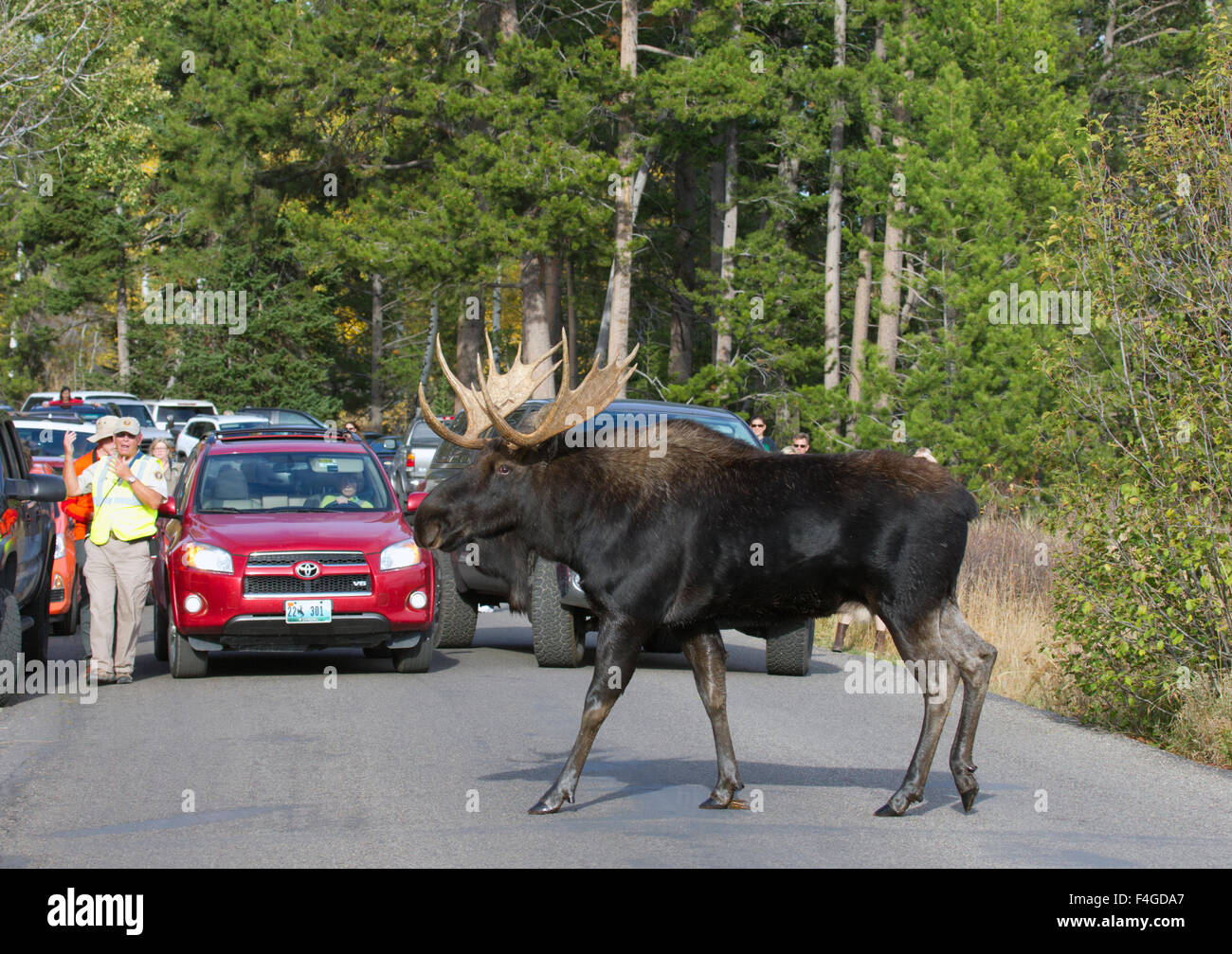 Bull Moose Crossing Road High Resolution Stock Photography and Images ...