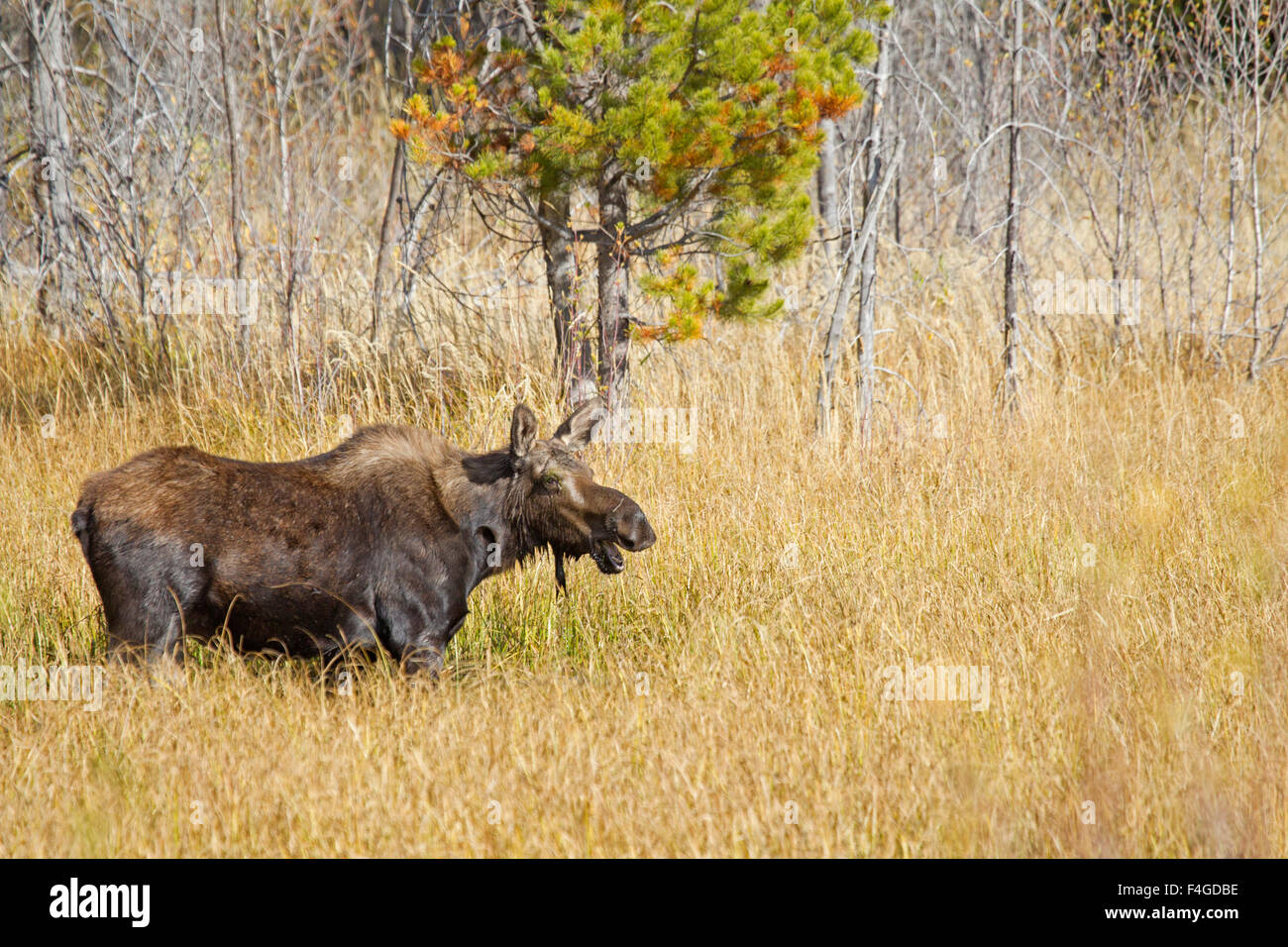 Cow moose alces grazing hi-res stock photography and images - Alamy