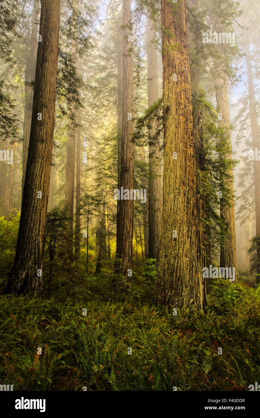 Redwood Trees in Morning Fog with Sunrays Stock Photo - Alamy