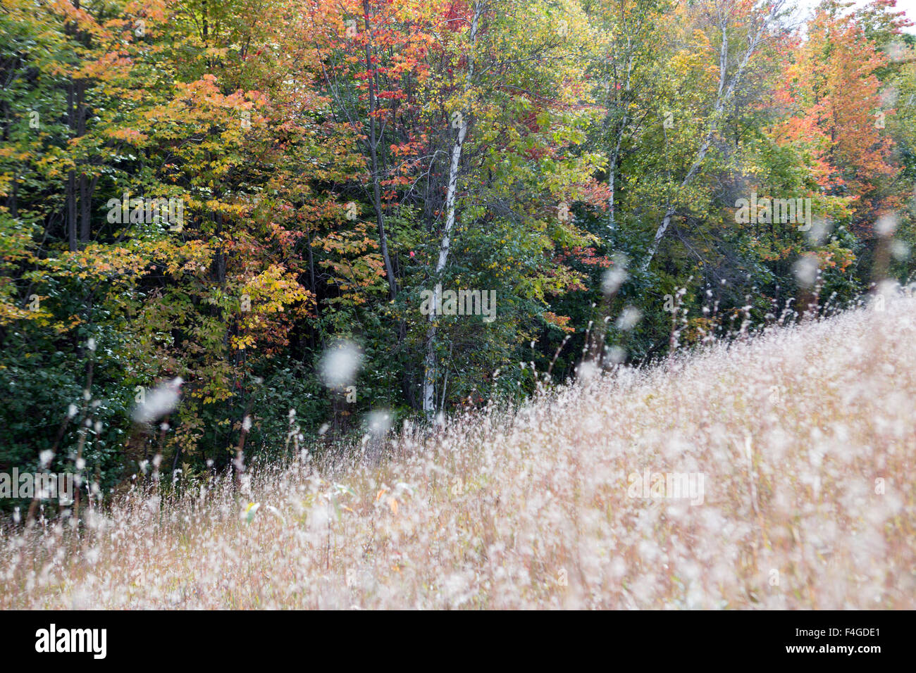 Trees in New Hampshire and the forest at fall time Stock Photo - Alamy