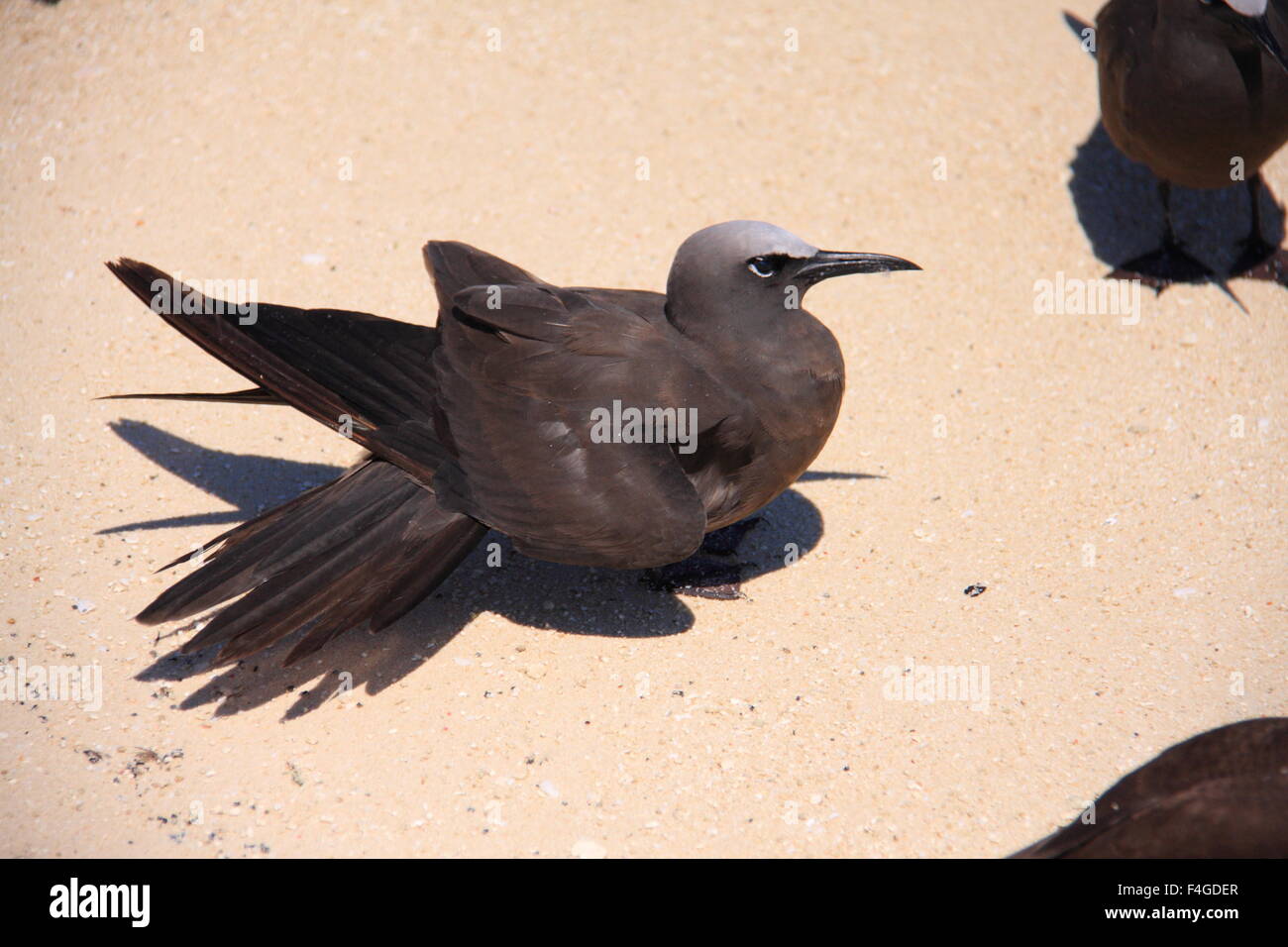 Common brown noddy hi-res stock photography and images - Alamy