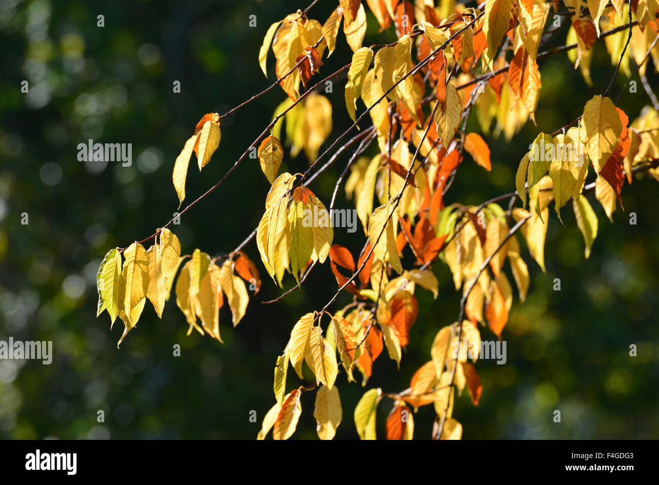 Beautiful yellow autumn leaves backlit Stock Photo - Alamy